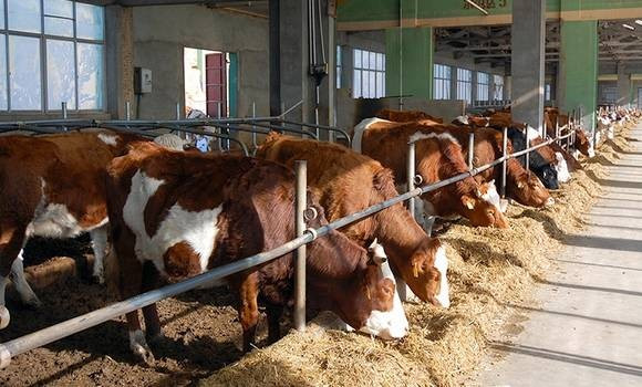 Aliment de bétail: augmentation de la ration d'orge subventionnée pour ...