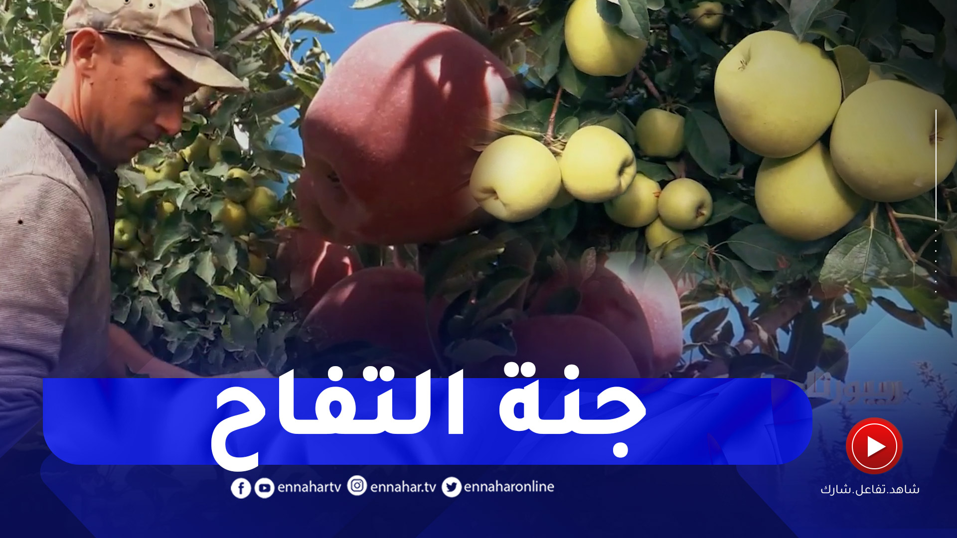 ريبورتاج: باتنة .. مملكة التفاح الجبلي – النهار أونلاين