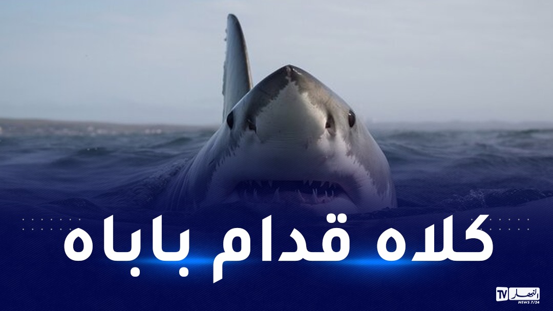 صحيفة النهار بالفيديو هذه القصة الكاملة لالتهام سمك القرش سائحا