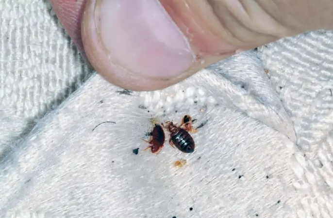 علاجات منزلية لقرصة "البق" وكيفية التخلص منه بالطرق الطبيعية – النهار ...